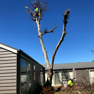 Southern Tree Service - Mornington Peninsula Tree Service Professionals